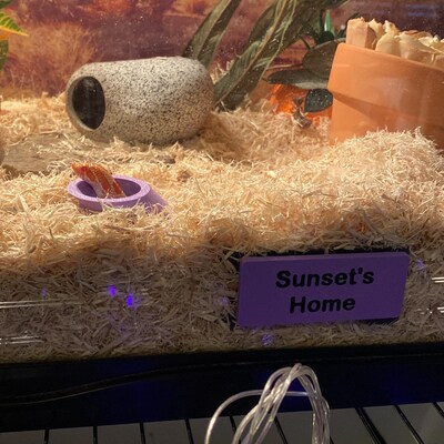 XL Hoggy Hide. Burrow Hide. Snake Hide for Western Hognose, Colubrids ...