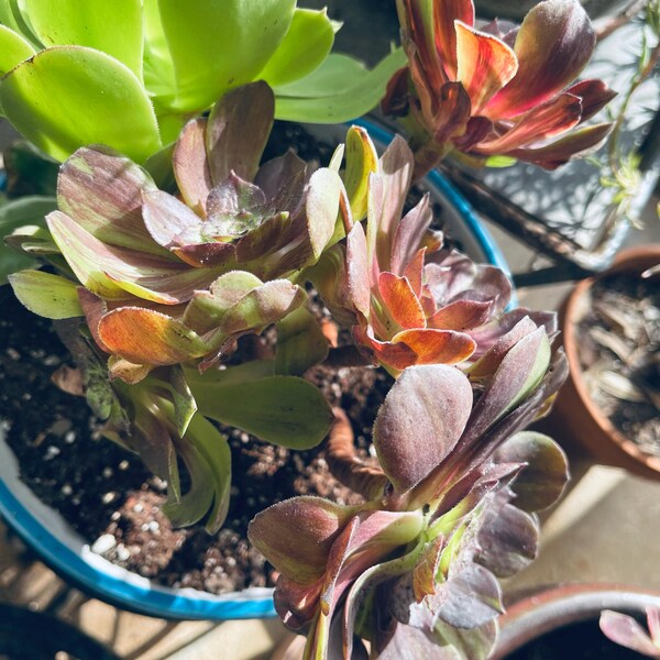 Aeonium Ink Fairy Cluster. Rare Variegated Aeonium.holiday Gift for ...