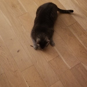 20 Ct Mini Matatabi Cat Chew Sticks All Natural Catnip Alternative ...