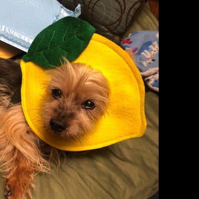 Lemon Pet Costume for Cats Small Dogs and Other Pets in Soft Yellow ...