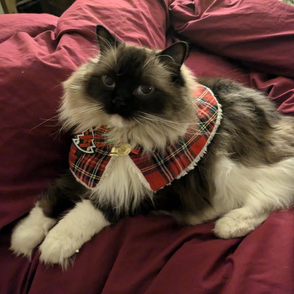 Christmas for Cats, Christmas Cat Collar, Cat Lover Gift, Cat Christmas ...