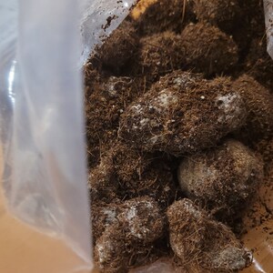 Rabbiteye Blueberry titan - Etsy