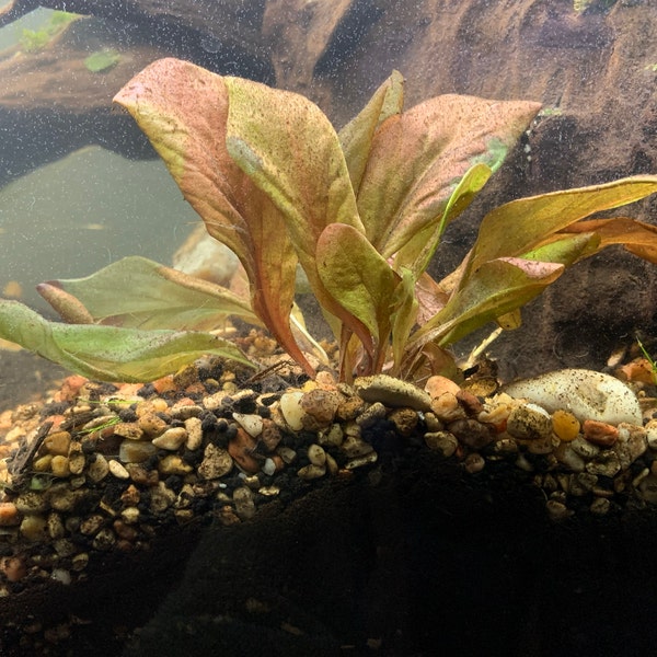 Samolus Parviflorus Red Rare Live Aquarium Plants - Etsy