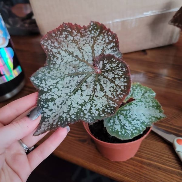 Rex Begonia Blue Iridescent ‘island Magic’ Silver Variegated Live House ...