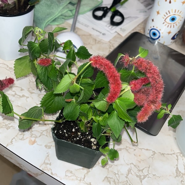 Strawberry Firetails, Also Known as Trailing Chenille Plant - Etsy