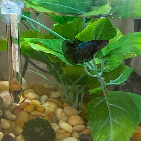 Large Java Moss Ball for Terrarium Planted Tank Live Aquarium ...