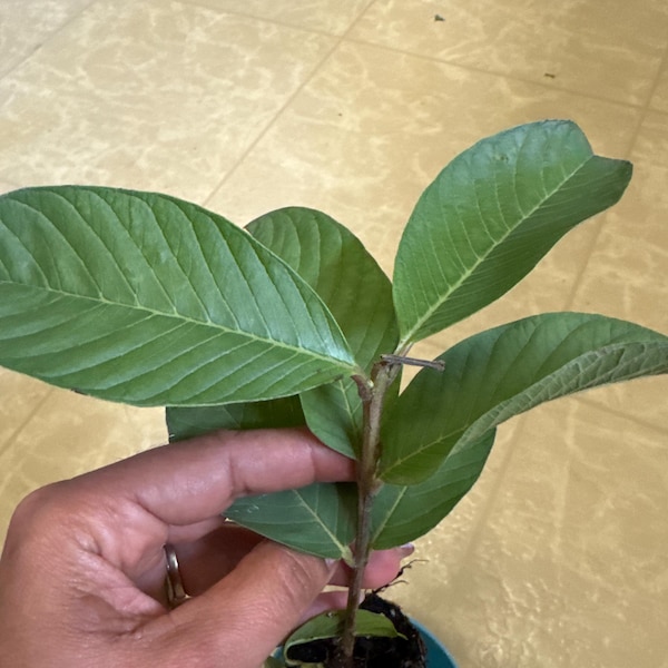 Tromboncino Rampicante Huge Italian Heirloom Zucchini Squash Vegetable ...