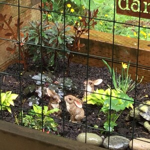 Live Hops Plants humulus Lupulus 3.5 Potted Plants - Etsy