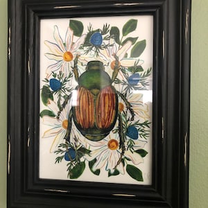 June Bug Beetle Art Print, Insect Taxidermy - Etsy