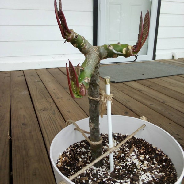 BEST SELLER Hawaii Plumeria Rare Coral Pink 4 Cuttings 1-2 Tip in 10-12 ...
