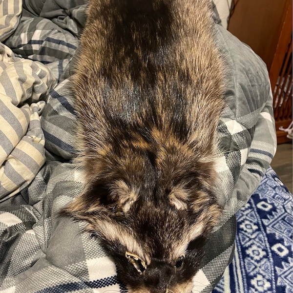 Professionally Soft Tanned Large #1 Grade Iowa Raccoon/coon Hide/pelt ...