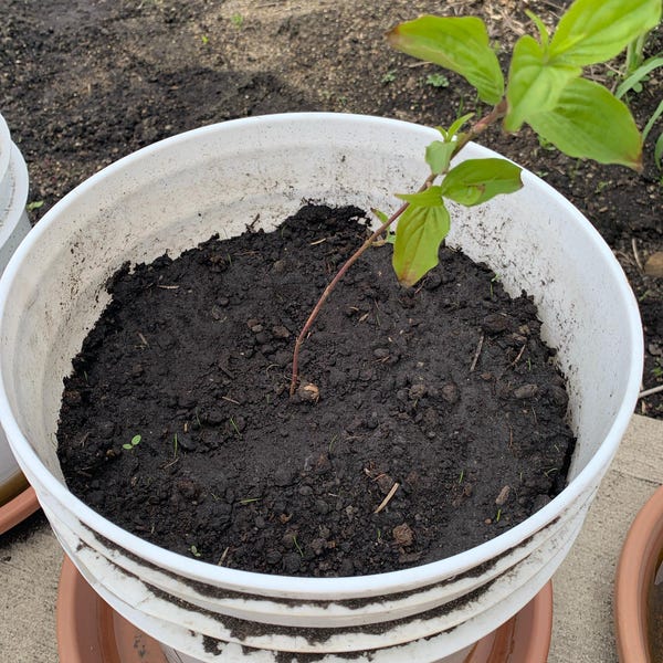Cornelian Cherry Plant 1 Year Old Potted Live Seedling Cornus Mas - Etsy