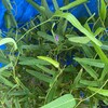 Live Texas Privet/ Ligustrum Japonicum Texanum Come With a One-gallon ...