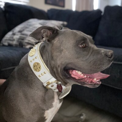 Bestia Aztec BLACK SET Collar & Lead. Big Dogs Mastiffs - Etsy