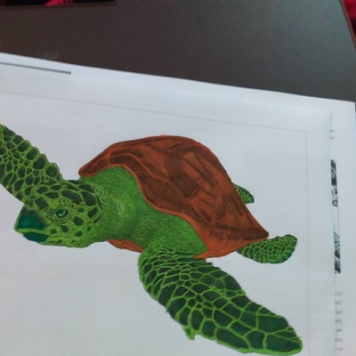 Detailed Animal Sketches 3. A Coloring Collection by Tim Jeffs - Etsy