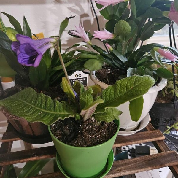 Sage Nazareth - Etsy