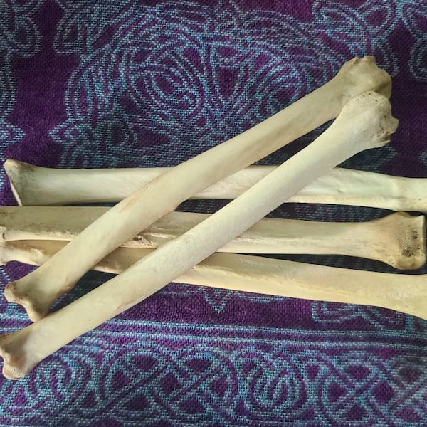 Osteomancy Bone Throwing Set With Over 25 Pieces - Etsy