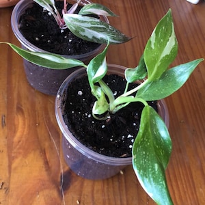 Alocasia tiny Dancer Starter Plant ALL STARTER PLANTS Require You to ...