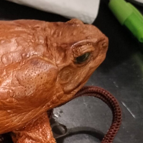 Cane Toad Purse Shoulder Bag - Etsy