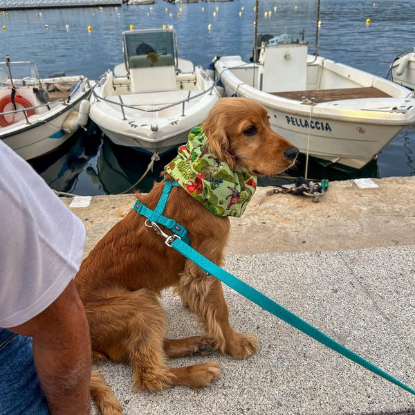 Waterproof Thick Dog Snood , Swimming Cap for Dog , Dog Hat for Snow - Etsy