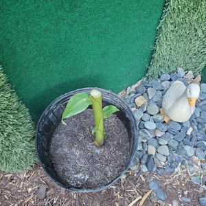 Rubber Plant Ficus Elastica Burgundy | Etsy