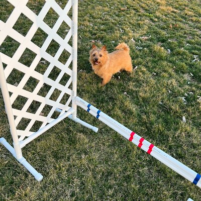 Dog Agility Training Wing Jump Squared Style FREE US Shipping Buy More ...