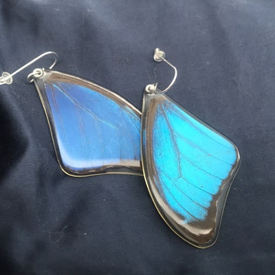 Real Blue Morpho Portis Butterfly morpho Portis bottom/hind Wings ...