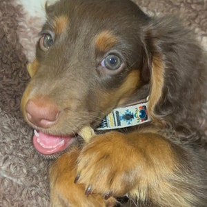 Dog Neck Band With Name. Custom Pet Id. Engraved Dog Collar. - Etsy