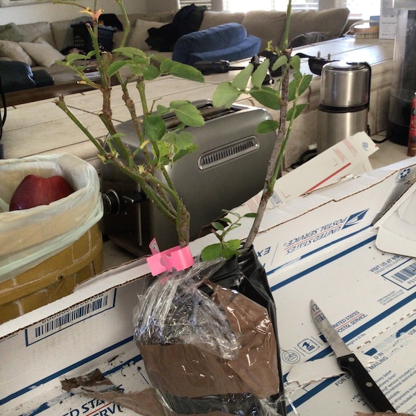 Rose【scheherazade| シェエラザード】-1.5 Gal Ownroot | Rare Rose| Strong ...