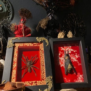 Spider in Lucite Shadowbox - Etsy