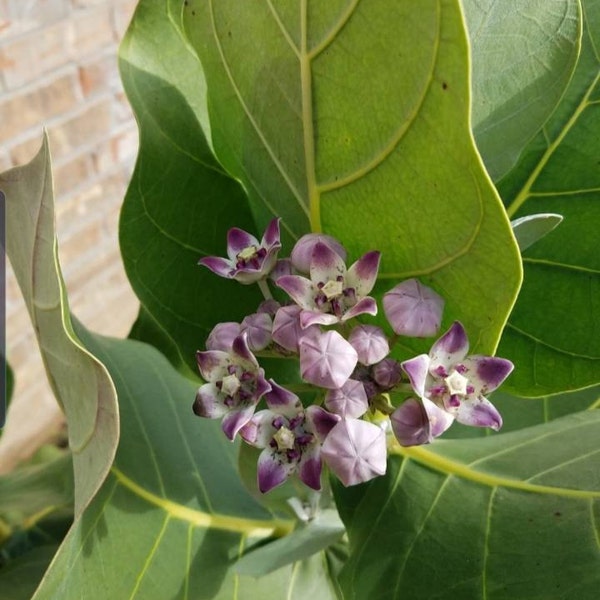 Swan Gomphocarpus Fruticosus Milkweed Seeds - Etsy