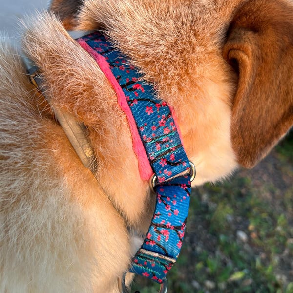 1.5-inch Wide Colorful Paisley Martingale Dog Collar, Slip on ...
