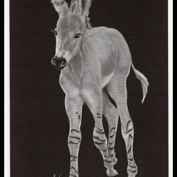 Detailed Animal Sketches 2. A Coloring Collection by Tim Jeffs - Etsy