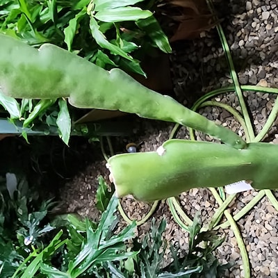 Adenium Obesum 'picotee' Desert Rose, Rooted Plant Grown From Seed ...