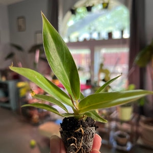 Alocasia Sabrina Starter Plant ALL PLANTS Require You to Purchase 2 ...