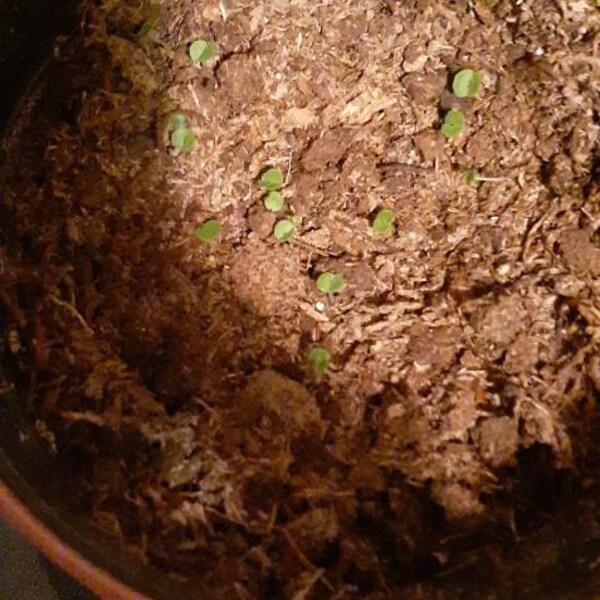 Coleus Black Dragon Flower Seeds Heirloom NJ Grower Free Shipping - Etsy