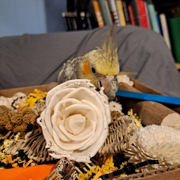 BYOT Foraging Flat - "the Birds & the Bees" - With Sola and Vine ...