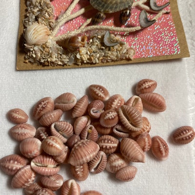 Giant Yellow Pacific Cardium Cockle Shells 4 1/4 - Etsy