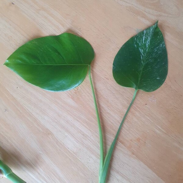 1x Rare Cutting Sillamontana Variegata Tradescantia - Etsy UK