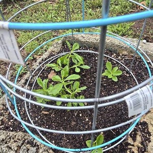 500 SEEDS LAGOS SPINACH - C. Argentea, Shoko, Efo Shoko, Shoko Yokoto ...