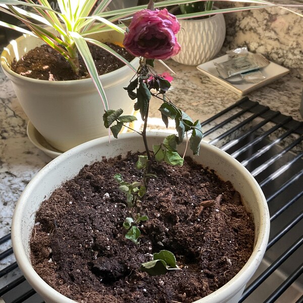 Tuberose Bulbs, Double Bloom, Polianthes Tuberosa, Rajanigandha ...