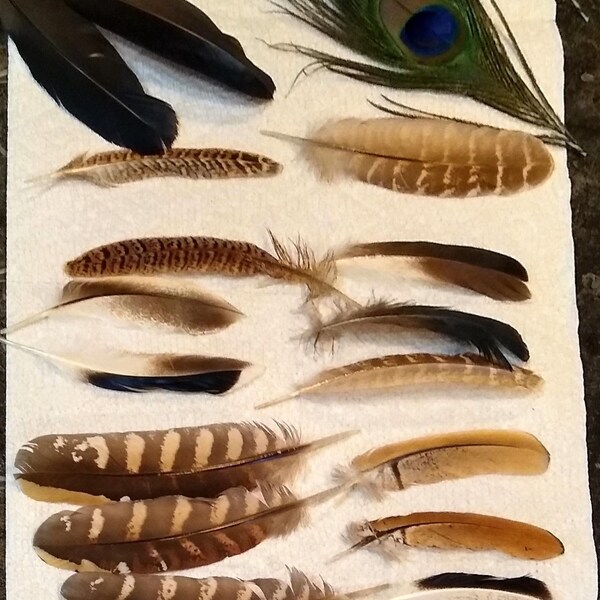 Gold Tip Brown Goose Feathers, 10 Pieces, 6-8" Inches - Etsy