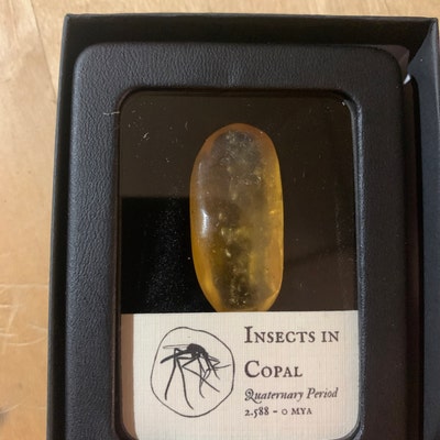 Insects in Copal, Quaternary Period, up to 2.5 Million Years Old - Etsy