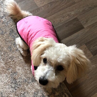 Pink Waterproof, Insulated, Breathable, Pink, Sherpa Lined Dog Winter ...