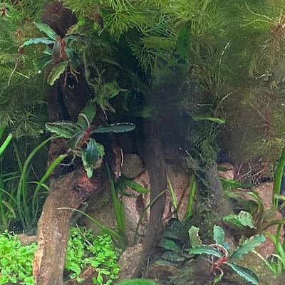 BUY 2 GET 1 FREE Bucephalandra Buce Godzilla Kedagang Red Easy Live ...