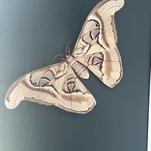 Giant Paper Atlas Moth for Halloween, Double-sided Butterfly Paper-cut ...