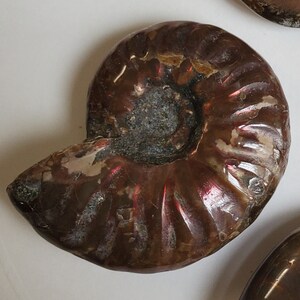 Raw Ammonite Ammolite Fossil Rainbow Iridescent Opalized Ammonite ...