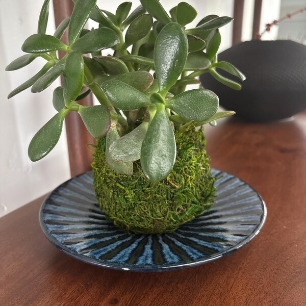 Japanese Traditional Indoor Garden Technique - Kokedama - Moss Ball ...