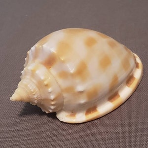 Tectarius Coronatus Periwinkle Shell 1/23/4 - Etsy