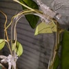 Super Clear Moss Pole D Shaped Stackable Multiple Sizes - Etsy